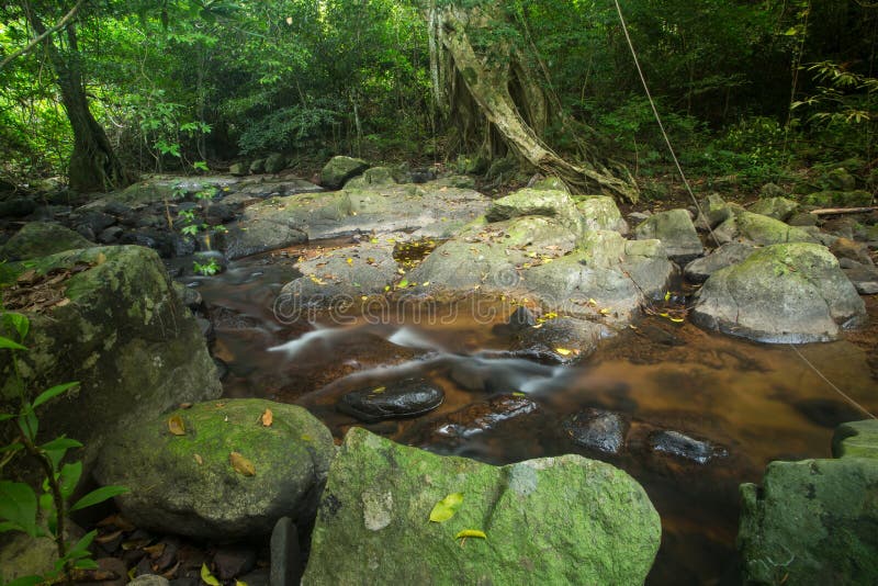 Small creek stock photo. Image of roam, forest, river - 57483904