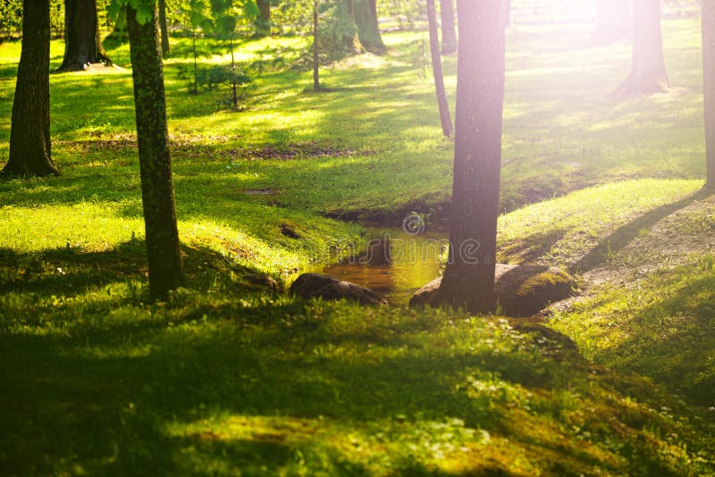 Small Creek at Spring and Green Grass in Forest Stock Image - Image of ...