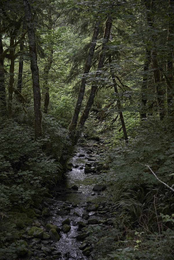 Small Creek among Trees in Olympic National Forest Stock Image - Image ...
