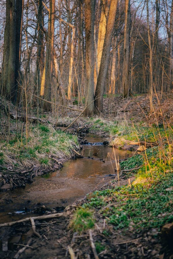 Small Creek between Trees in the Woods during the Day Time Stock Photo ...