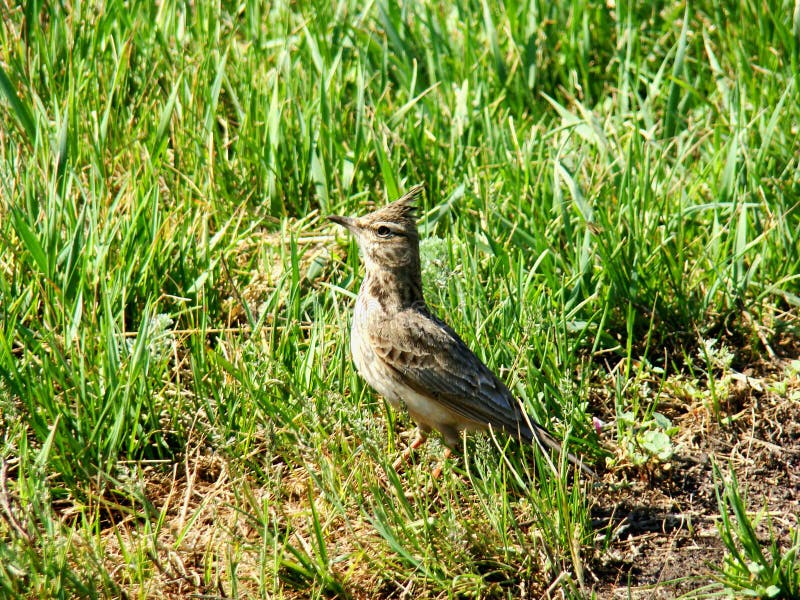 Spring Lark on the Emerald Field Preparing To Take Off. Stock Photo ...