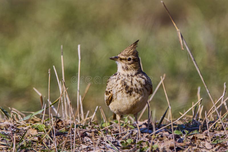 A Small Crested Lark (Galerida Cristata) Stock Photo - Image of animals ...