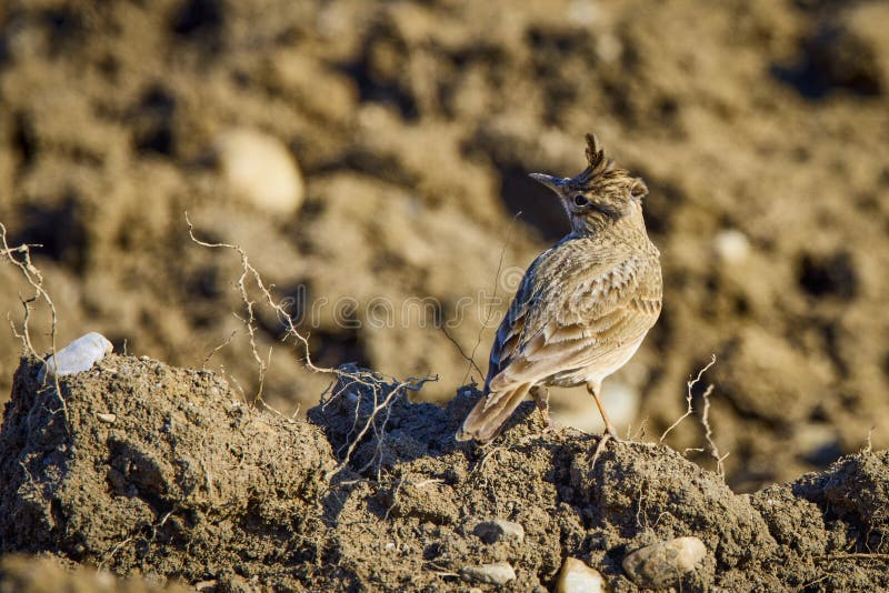A Small Crested Lark (Galerida Cristata) Stock Photo - Image of bird ...
