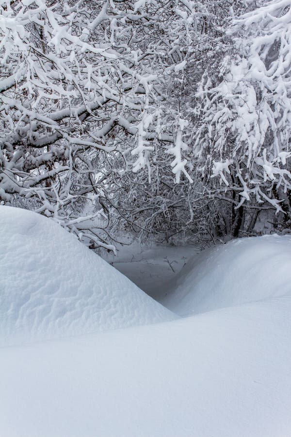Snow in a Crevice of a Tree Stock Image - Image of bark, snow: 45715089