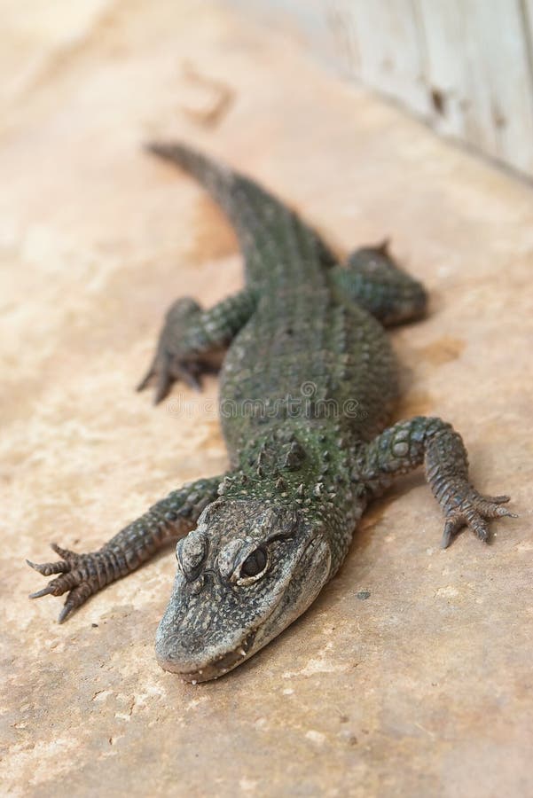 Small crocodile stock photo. Image of dangerous, cayman - 11148386