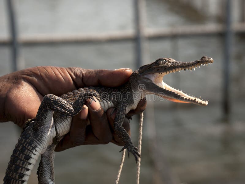 Alligator Finger stock image. Image of play, danger, alligator - 422469