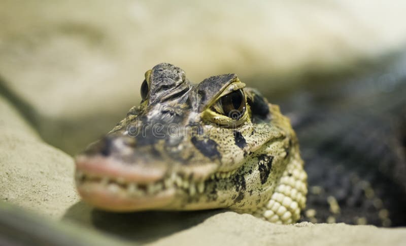 Small Crocodile stock image. Image of alligator, aquatic - 25386043