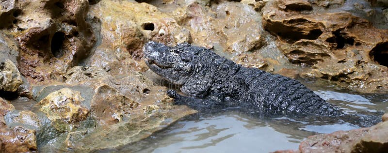 Small crocodile stock photo. Image of scale, symbol, nature - 41152092