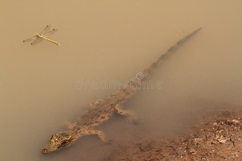 Small crocodile stock photo. Image of crocodile, small - 67150164