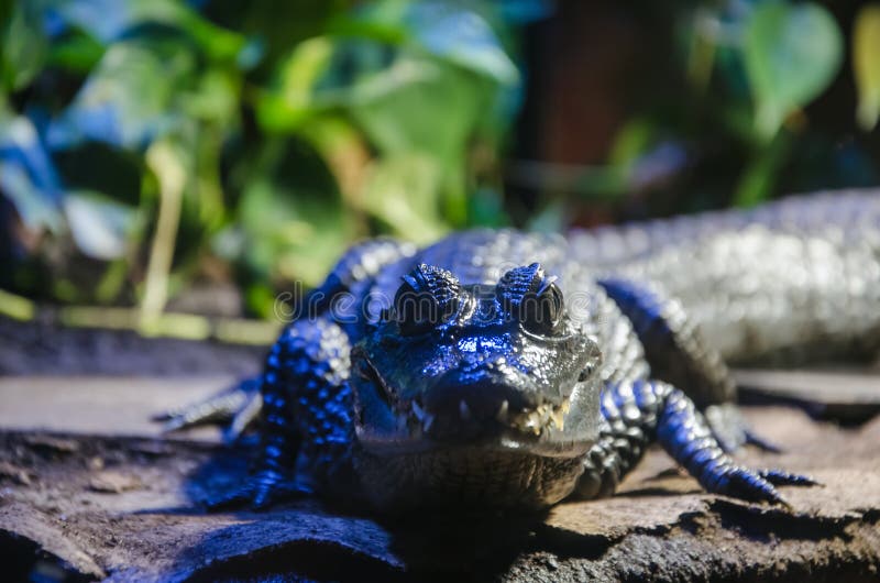 Small crocodile stock photo. Image of illumination, crocodile - 87455996