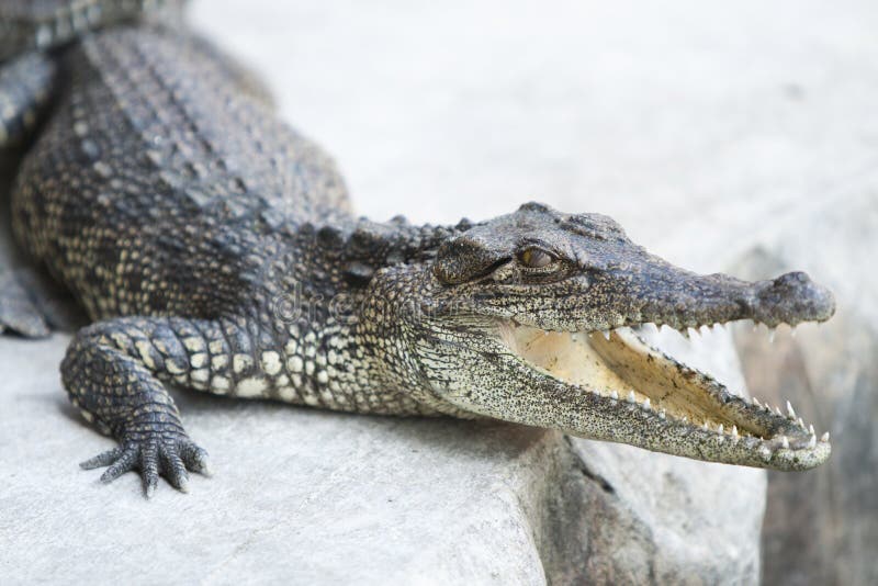 Small crocodile stock photo. Image of scale, creature - 31547040