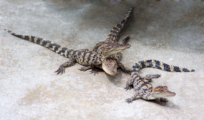 New Born Crocodile Baby Incubation Hatching Eggs Lying on the Straw ...