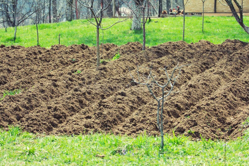Small crop after ploughing stock photo. Image of organic - 31139520