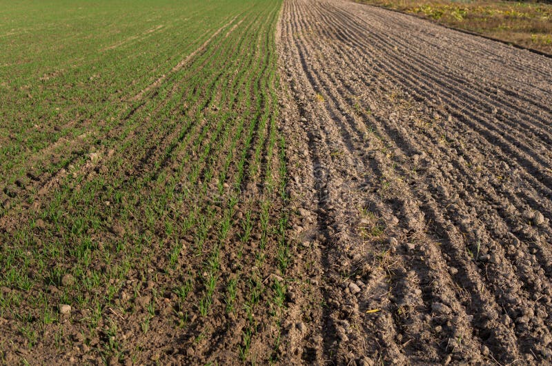Small Crops on Plowed Ground Stock Image - Image of growth, agriculture ...