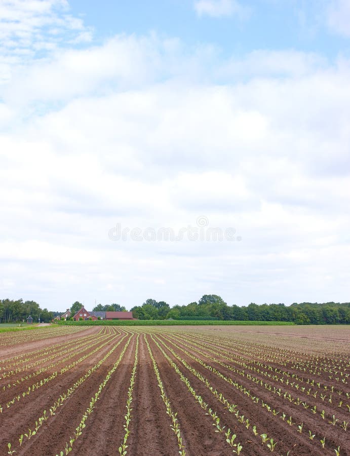 Small Crops in Rural Landscape Stock Photo - Image of crop, growing ...