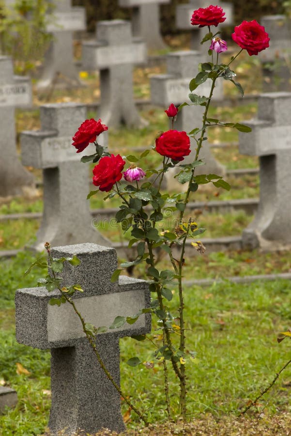 39,293 Small Cross Stock Photos - Free & Royalty-Free Stock Photos from ...