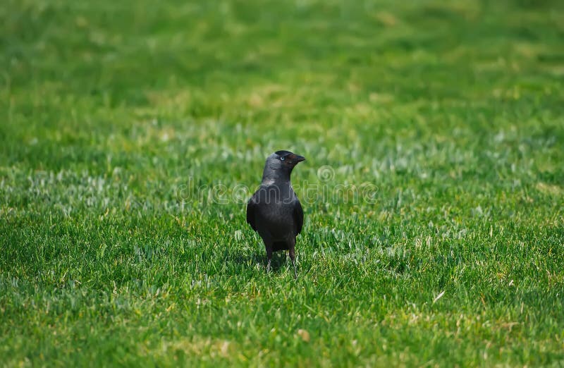 Small Crow With An Open Mouth Asks To Eat And Drink. The Concept Of ...