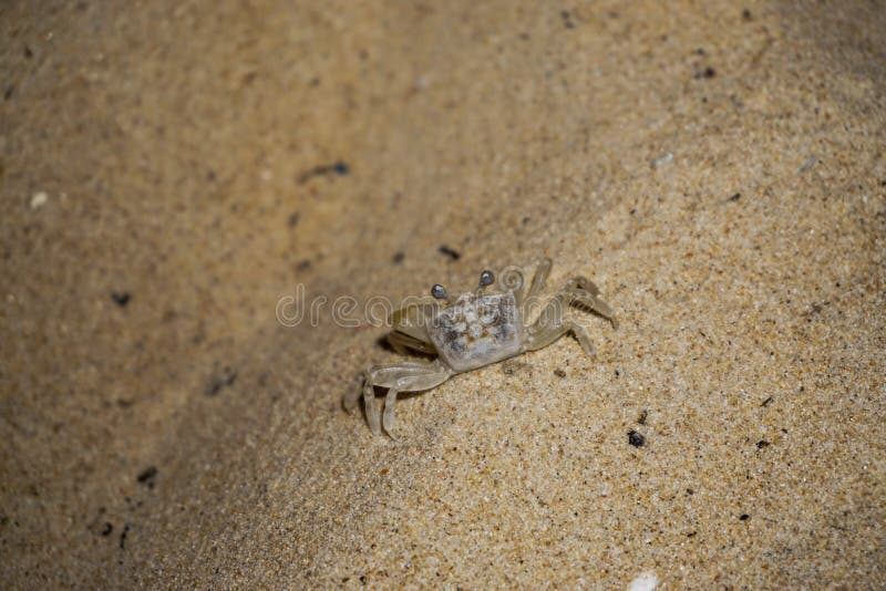 A Small Crustacean on the Beach Stock Photo - Image of beach, daylight ...