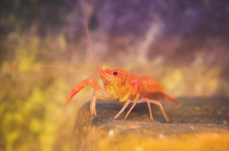 Small Crayfish Red Sea Underwater Stock Image - Image of fresh, fish ...