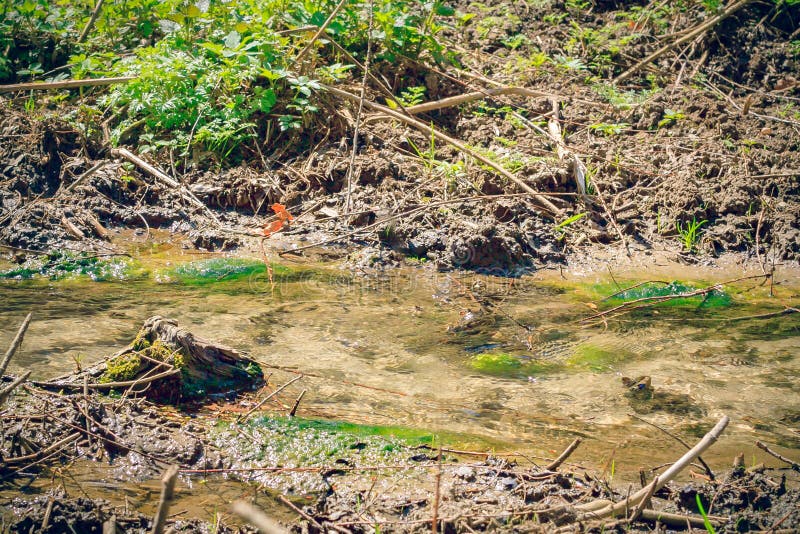 Forest Stream in the Spring Stock Photo - Image of explore, tourism ...