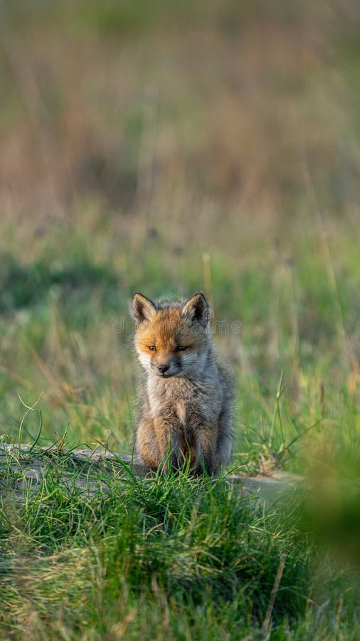 Small Cub Red Fox (Vulpes Vulpes) Resting Near Den Stock Photo - Image ...