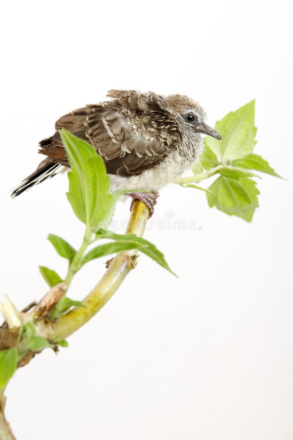 Small Cuckoo Perched on a Tree Branch Stock Image - Image of sitting ...