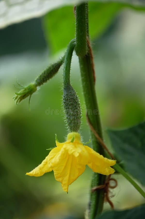 A small cucumber stock image. Image of nature, flower - 25516077