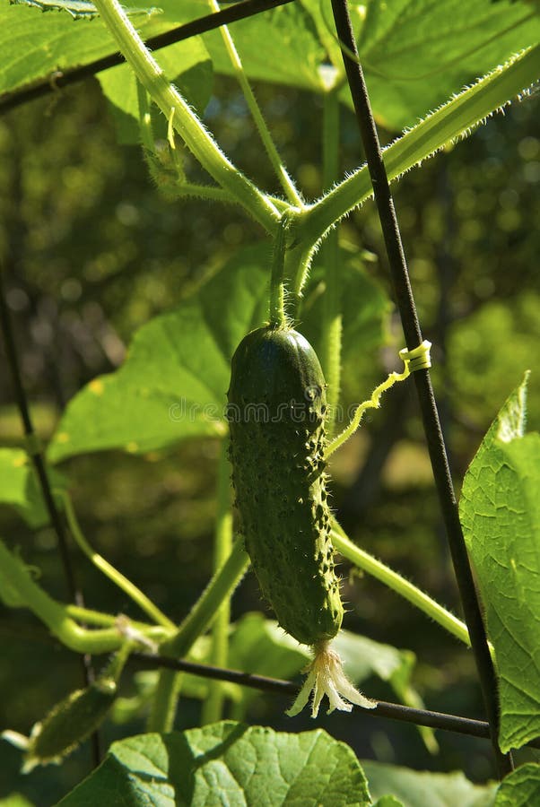 Cucumber in the garden stock image. Image of group, health - 96047791