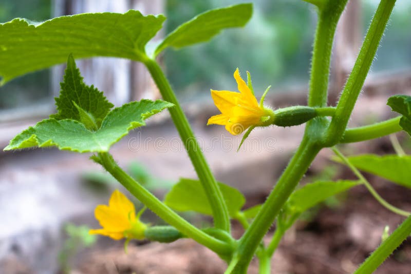 Bud of cucumber flower stock image. Image of summer, green - 74148221