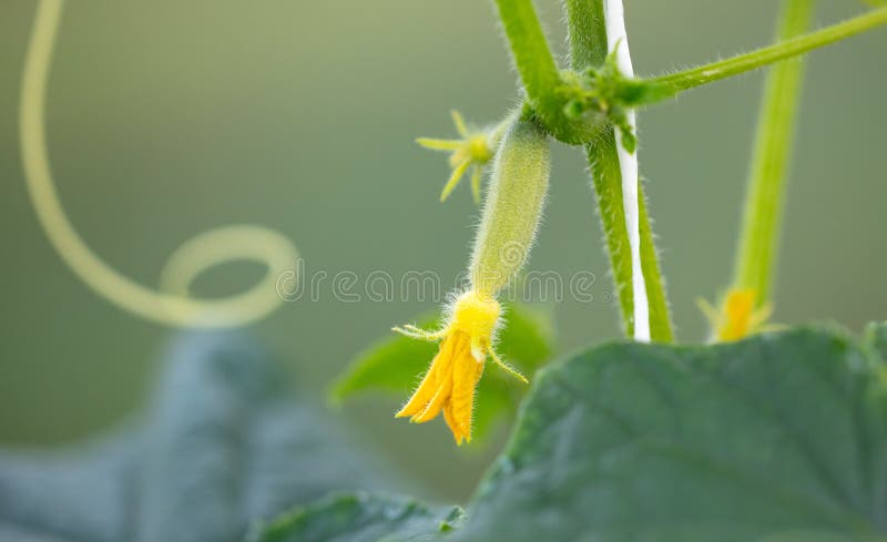 Small Cucumber with a Flower on Plants in the Garden. Stock Photo ...