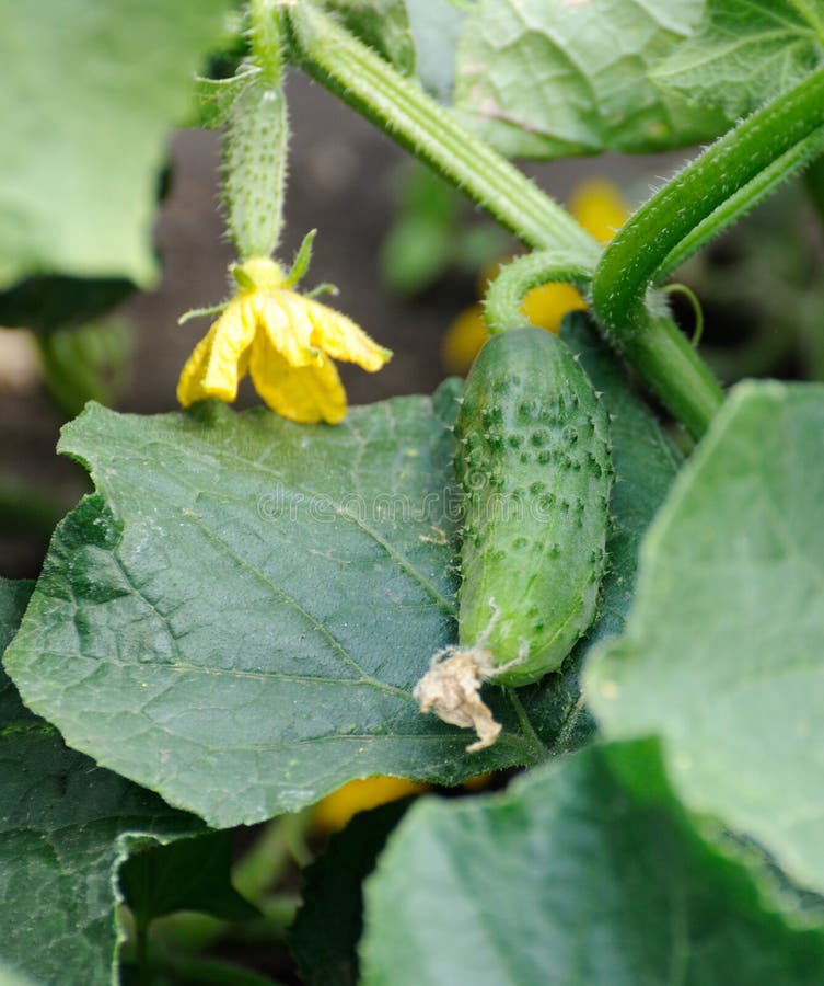 Small Cucumber With Flower And Tendrils In Garden Stock Photo - Image ...