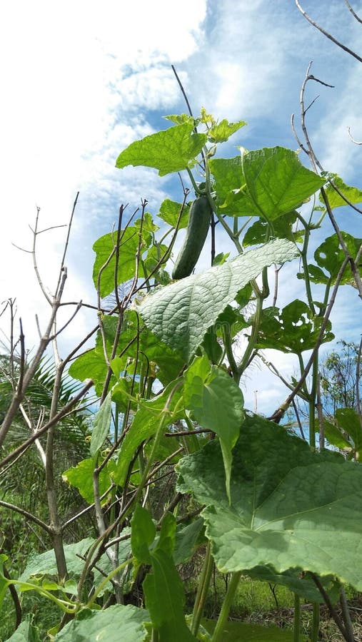 Small Cucumber with Green Stems and Leaves Under the Blue Sky Stock ...