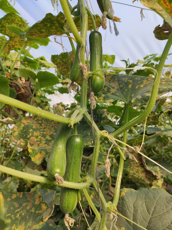 Small Cucumber Growing on a Flowering Shrub, Grown in the Open Field ...