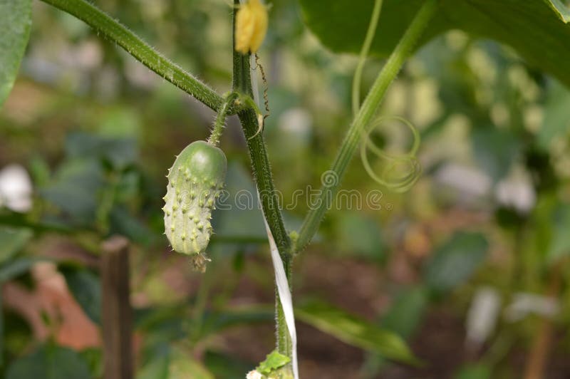 Small cucumber stock image. Image of farming, cultivated - 76058773