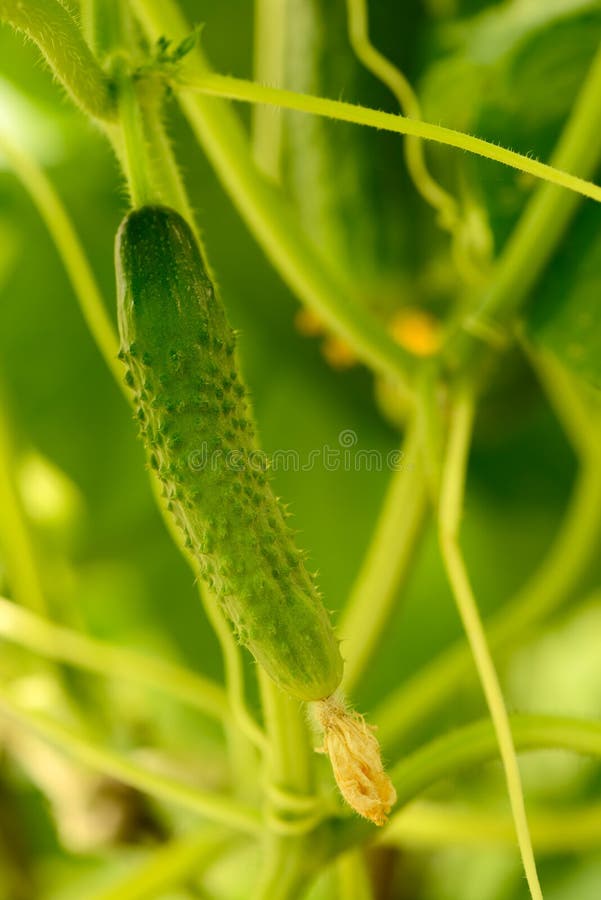 Small Cucumber Grows on a Branch Stock Photo - Image of growth, macro ...