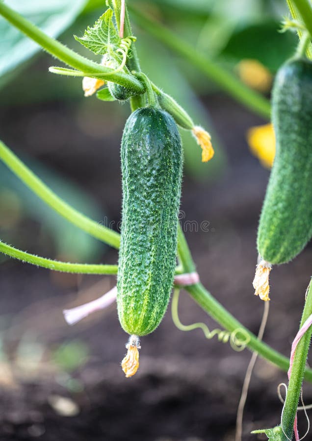 Small Cucumber on Plants in the Vegetable Garden. Stock Image - Image ...