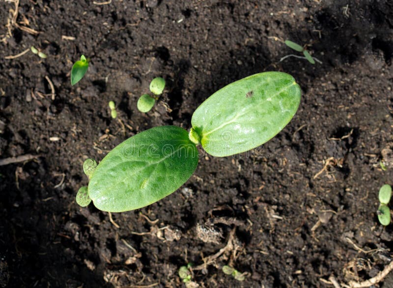 Small Cucumber Sprout in the Ground in Spring Stock Photo - Image of ...