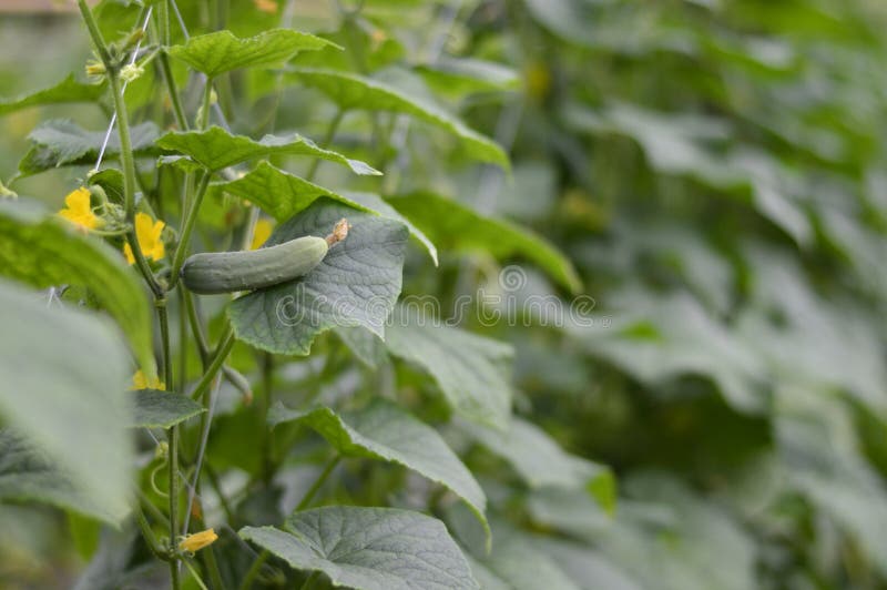 Small cucumber plants stock image. Image of cuke, breeding - 38454435