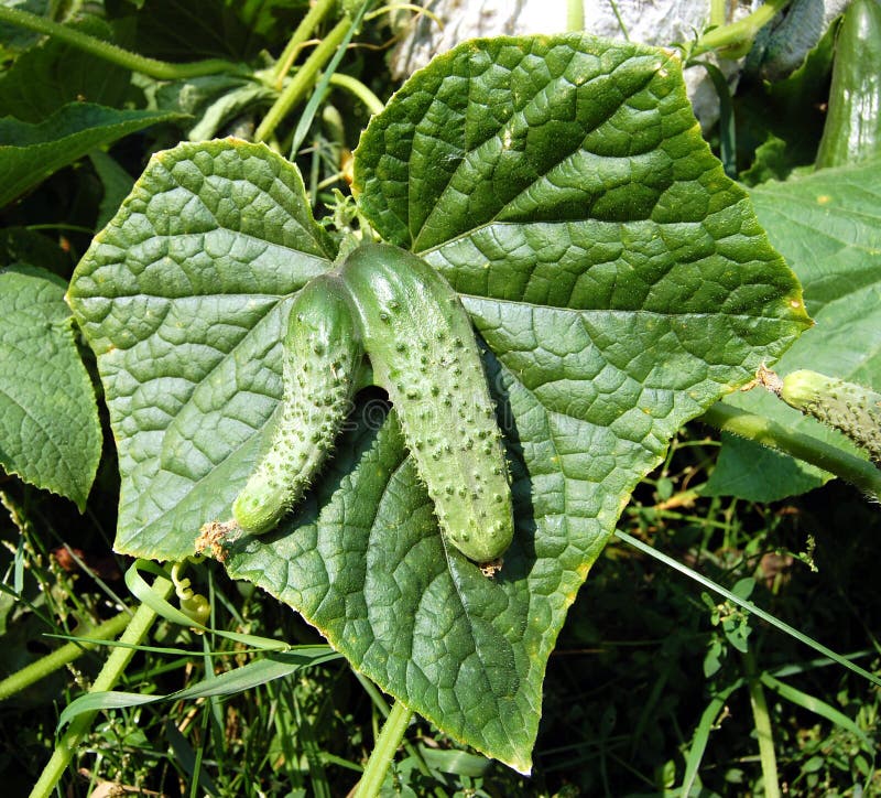 Small cucumber plants stock image. Image of cuke, breeding - 38454435