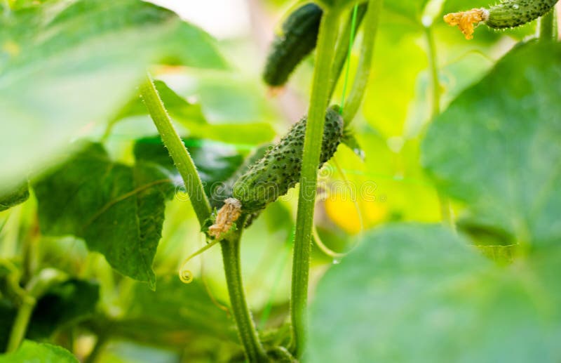 Cucumber Stems with Yellow Flowers, Small Fruits, Lush Foliage, Curly ...