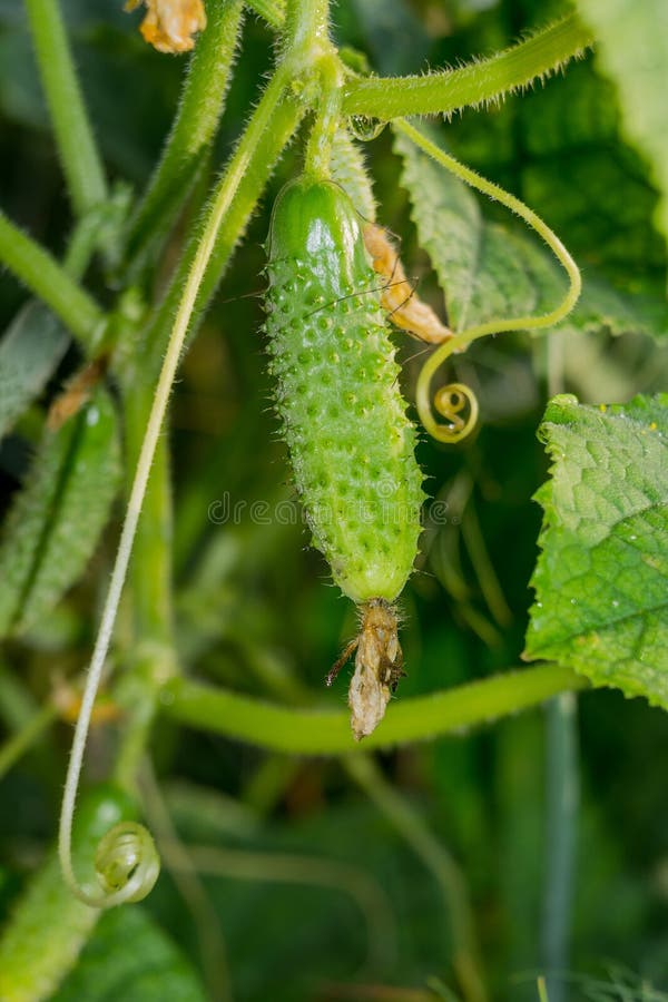 Small cucumbers growing stock photo. Image of background - 109343874