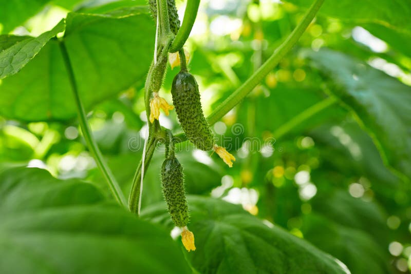 Small cucumbers stock photo. Image of agriculture, healthy - 112387348