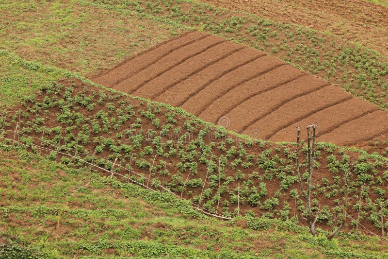 Small Cultivated Fields in Ghandruk Stock Image - Image of nepal ...