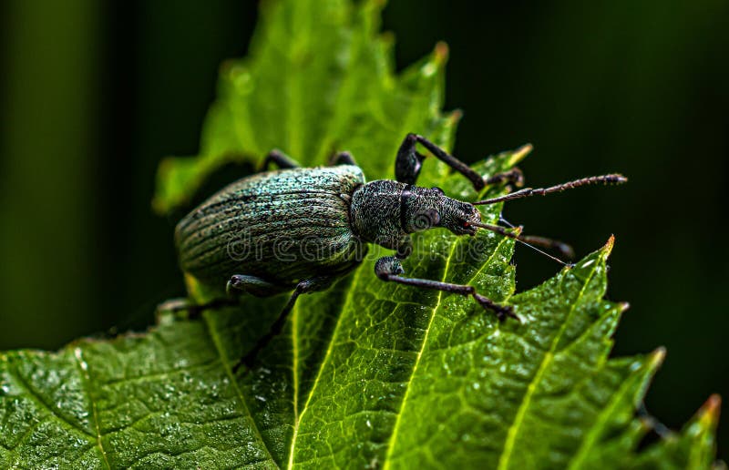 Small Curculionidae Beetle on Dewy Green Leaf Stock Image - Image of ...