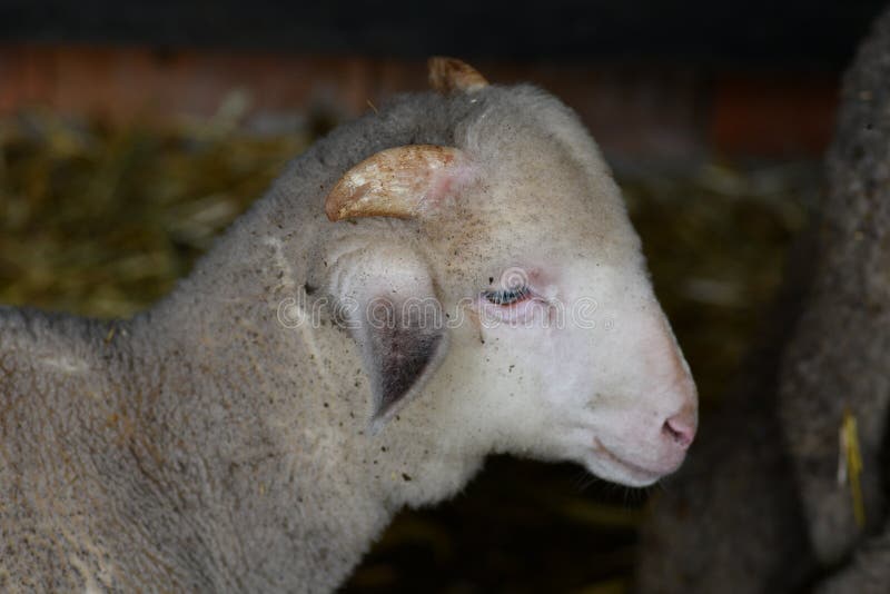 Small and cute sheep stock photo. Image of flora, flowers - 119875264