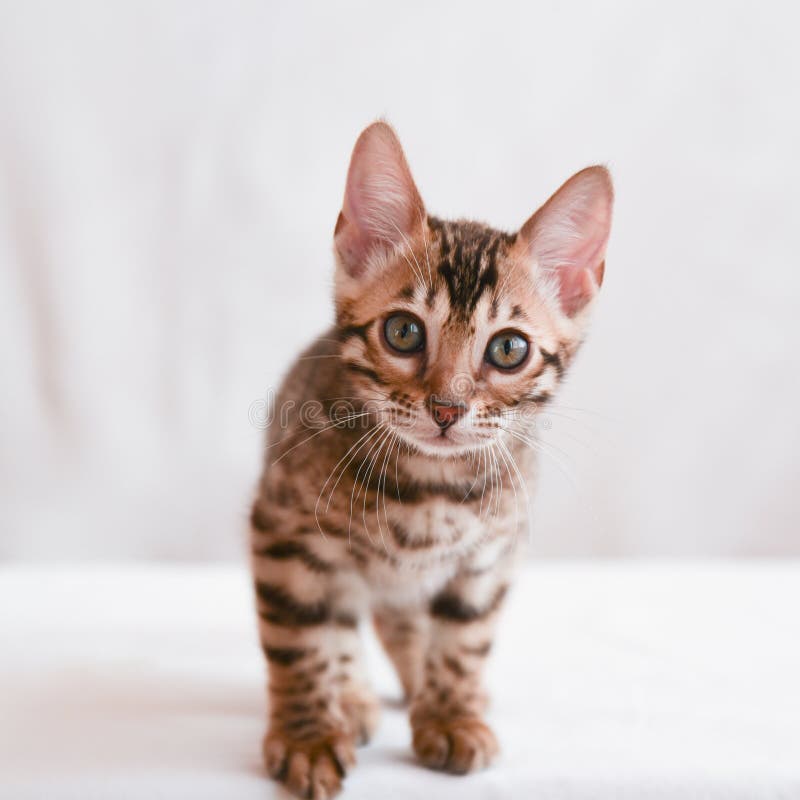 A Small Curious Kitten Looks Directly into the Camera. Portrait of a ...