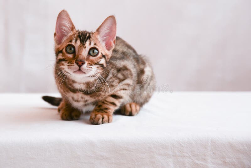 A Small Curious Kitten Looks Directly into the Camera. Portrait of a ...