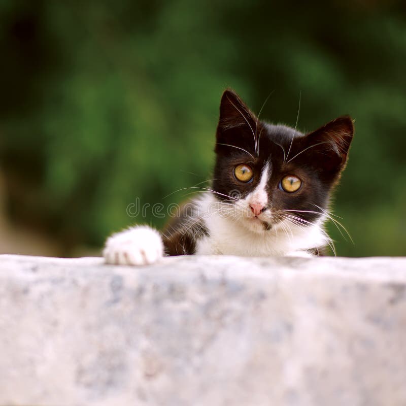 Curious kitty stock photo. Image of redhaired, small, ginger - 243132
