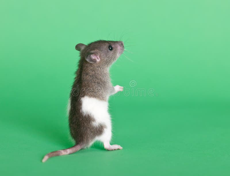 Small curious rat stock photo. Image of animals, curiosity - 25014924