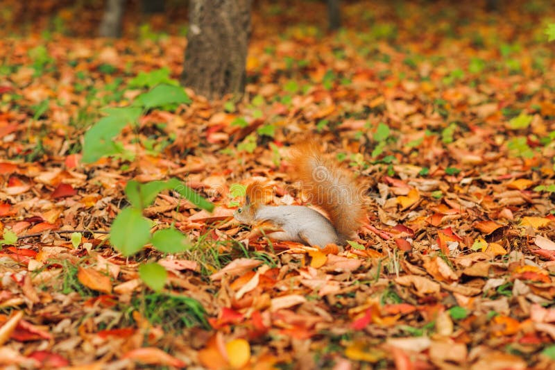 Small Curious Squirrel on a Fall Autumn Leaves Stock Image - Image of ...